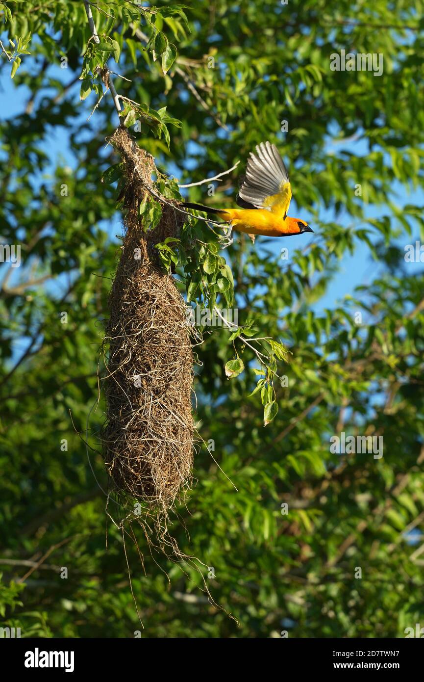 Oriole flying hi-res stock photography and images - Alamy