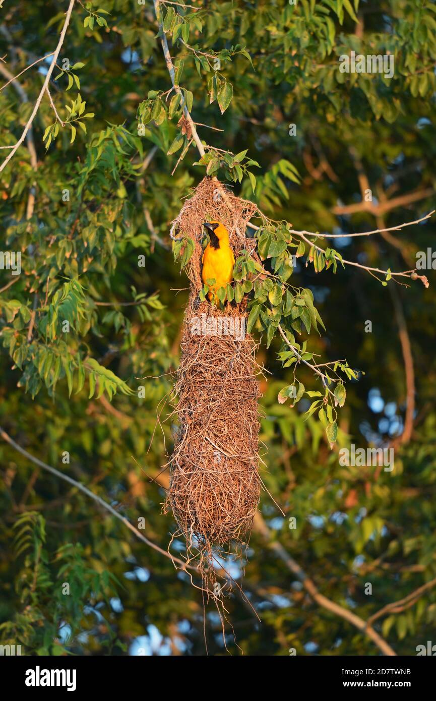 Altamira Oriole (Icterus gularis), adult at hanging nest, Laguna ...