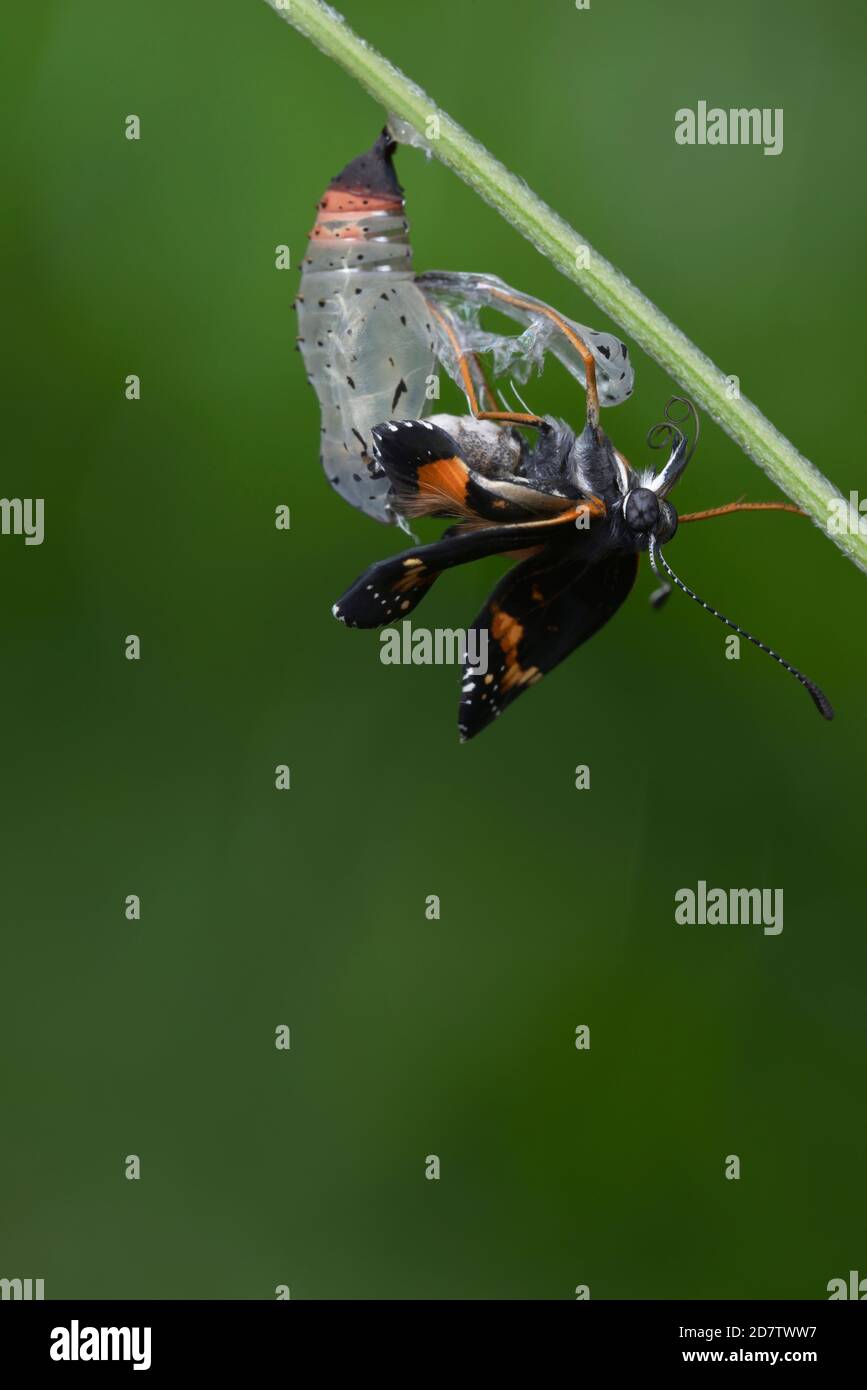 Inflating wings hi-res stock photography and images - Alamy