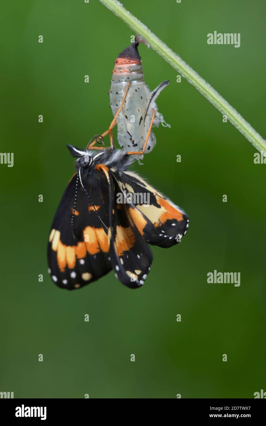 Sequence of butterfly hatching from pupae hi-res stock photography and ...