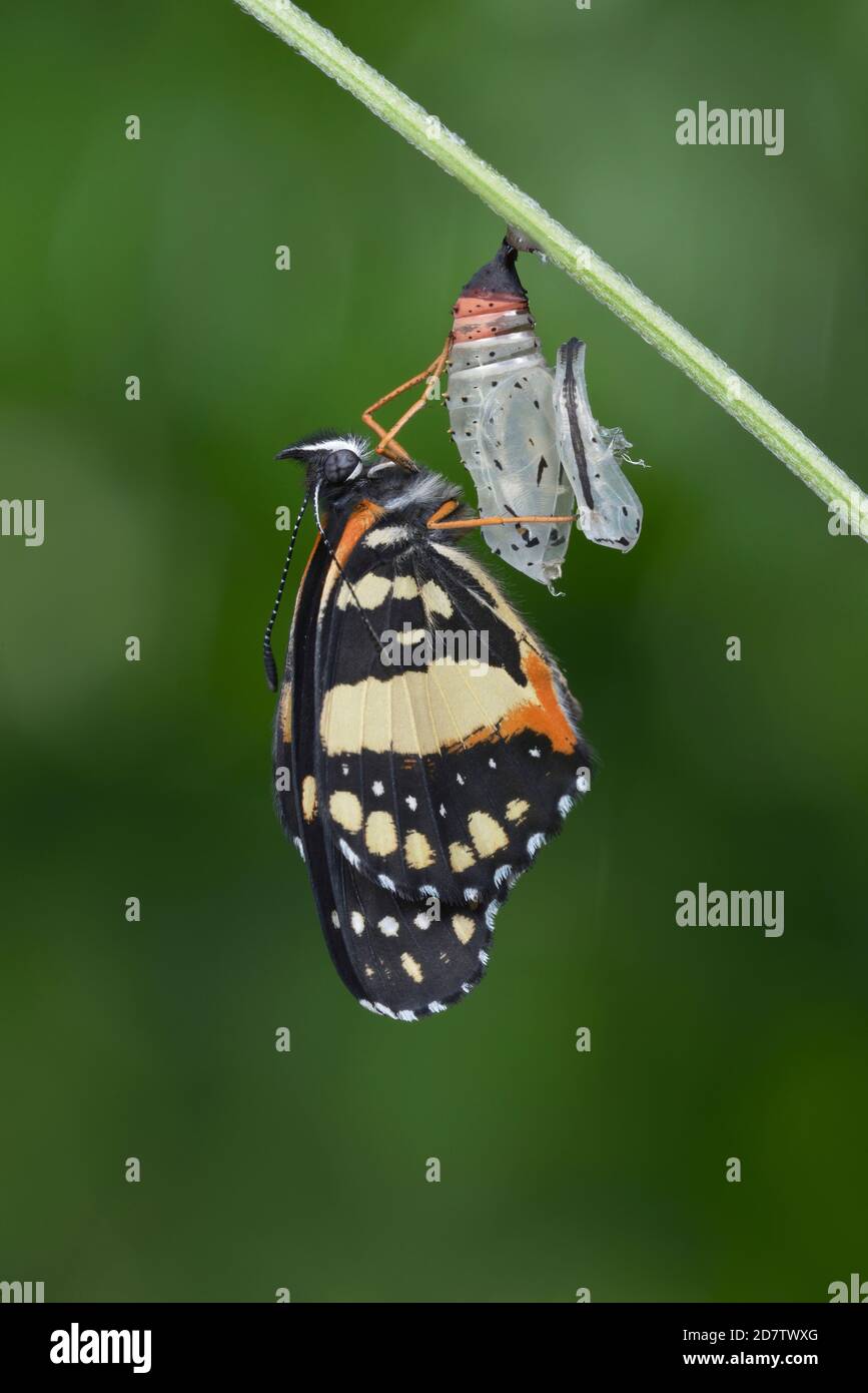 Sequence of butterfly hatching from pupae hi-res stock photography and ...