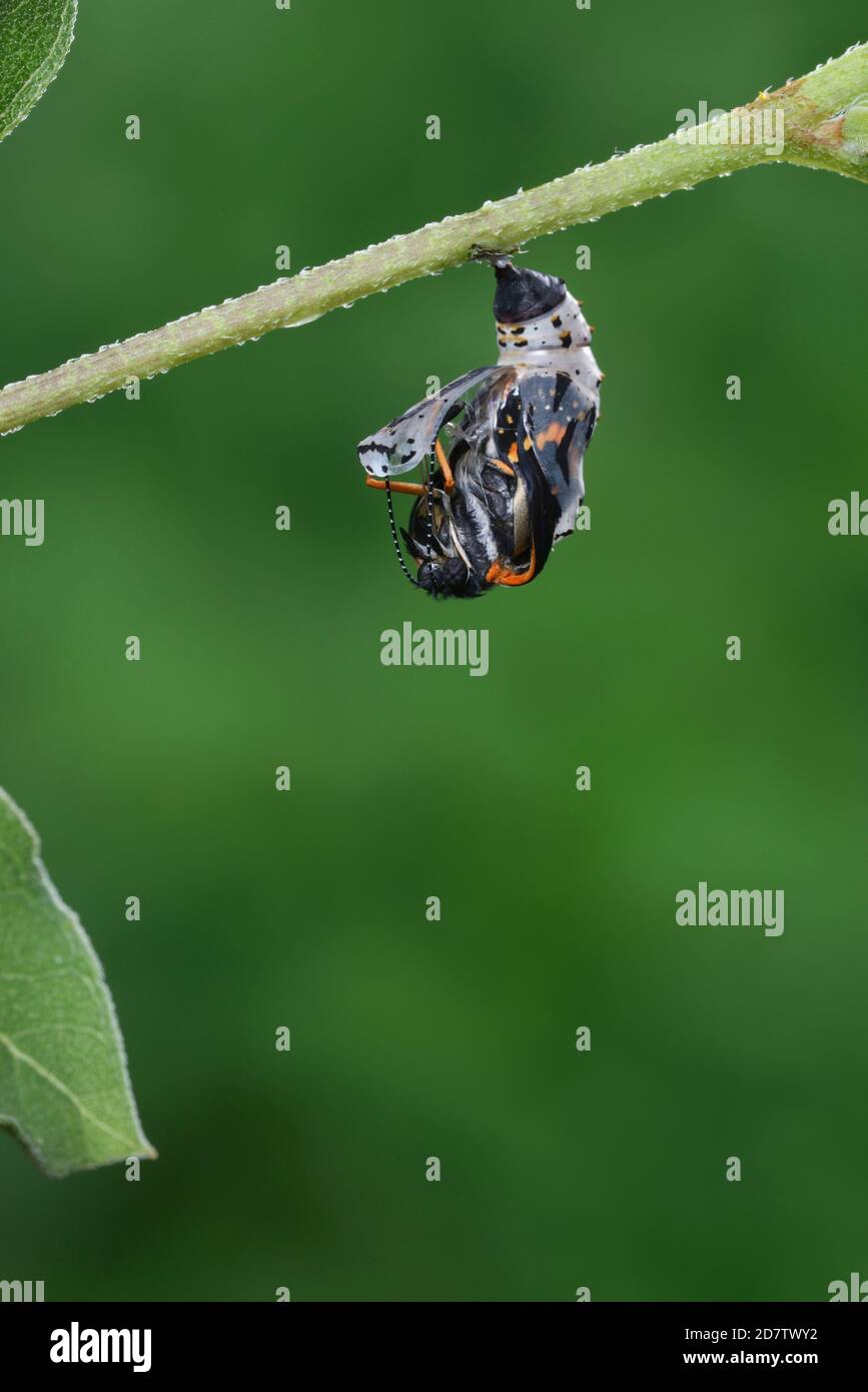 Sunflower life cycle hi-res stock photography and images - Alamy