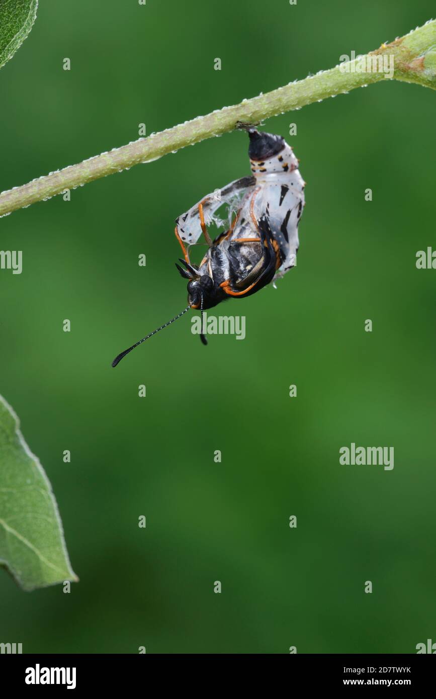 Sunflower life cycle hi-res stock photography and images - Alamy
