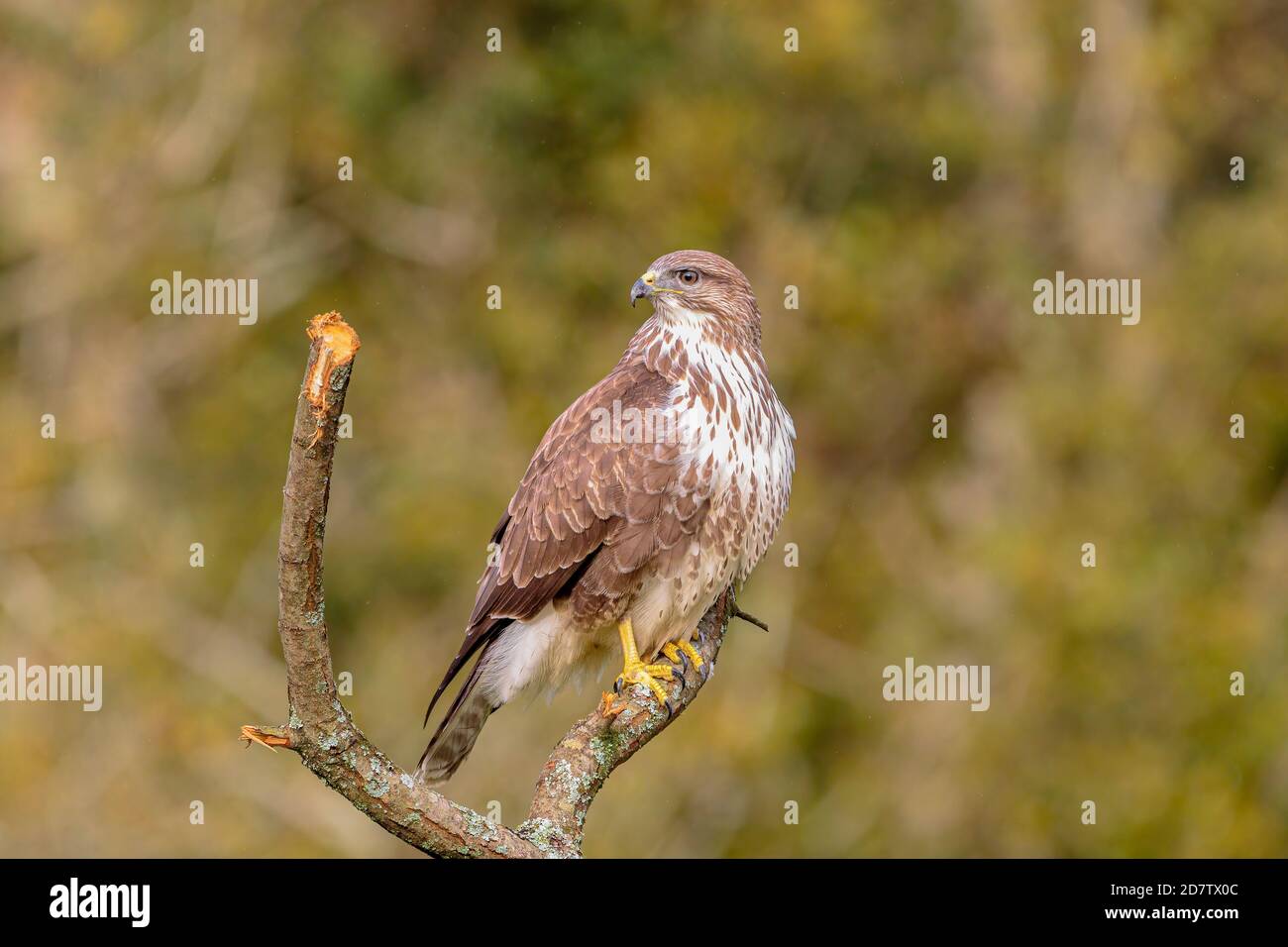 A common buzzard in mid Wales Stock Photo - Alamy