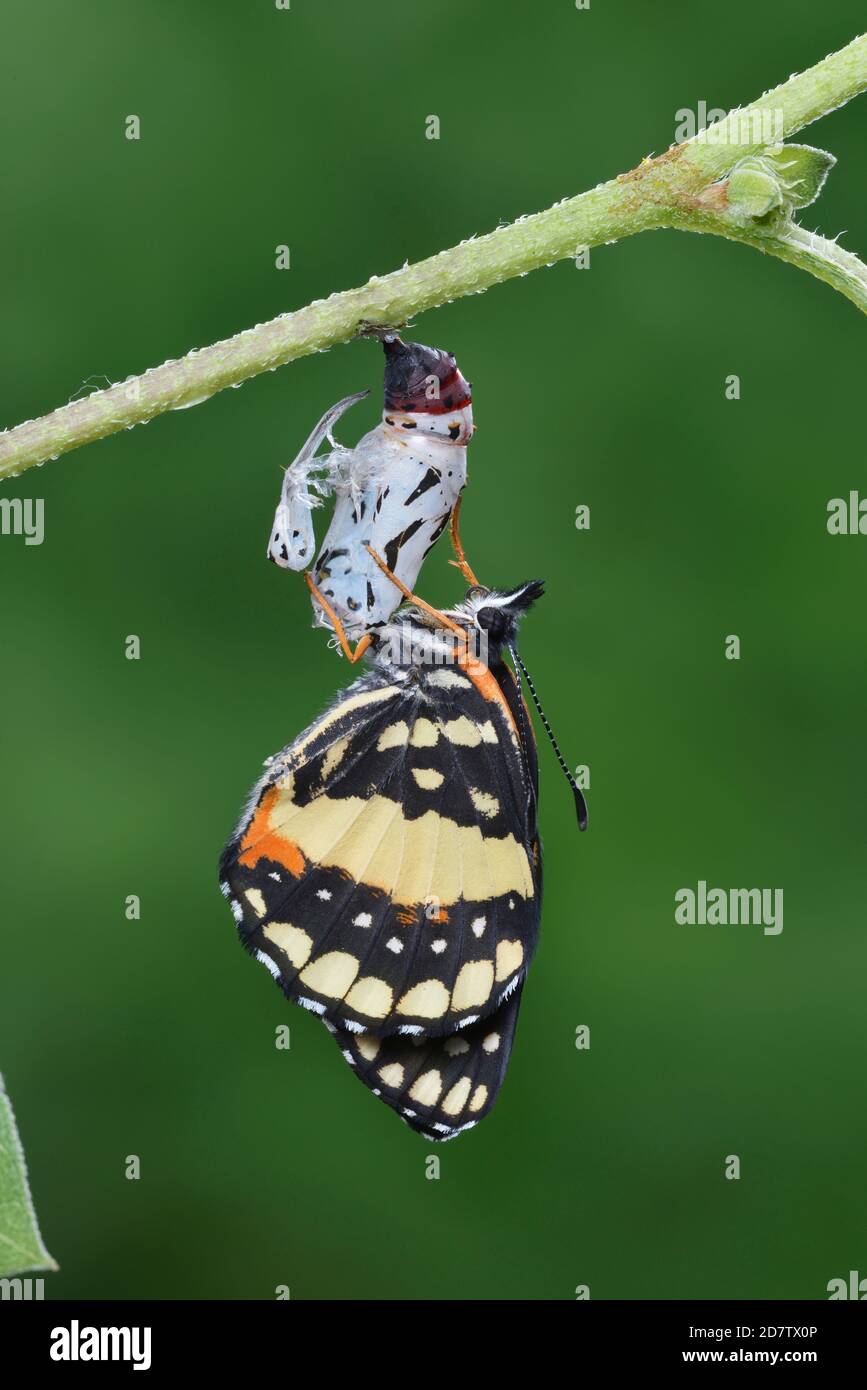 Bordered Patch (Chlosyne lacinia), butterfly expanding wings after ...