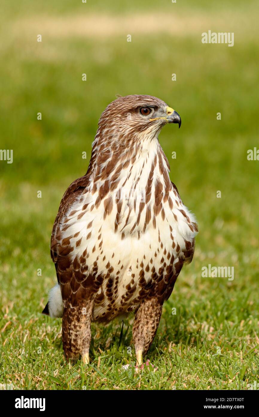 A common buzzard in mid Wales Stock Photo - Alamy