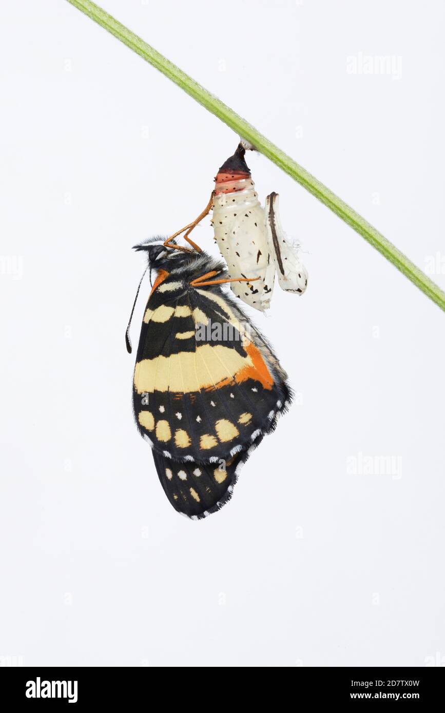 Sequence of butterfly hatching from pupae hi-res stock photography and ...