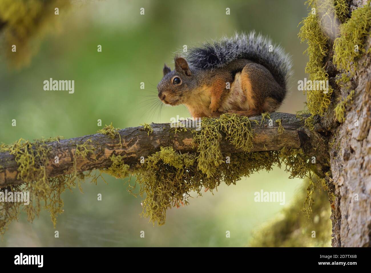 Douglas Squirrel (Tamiasciurus douglasii), Sequoia and Kings Canyon ...