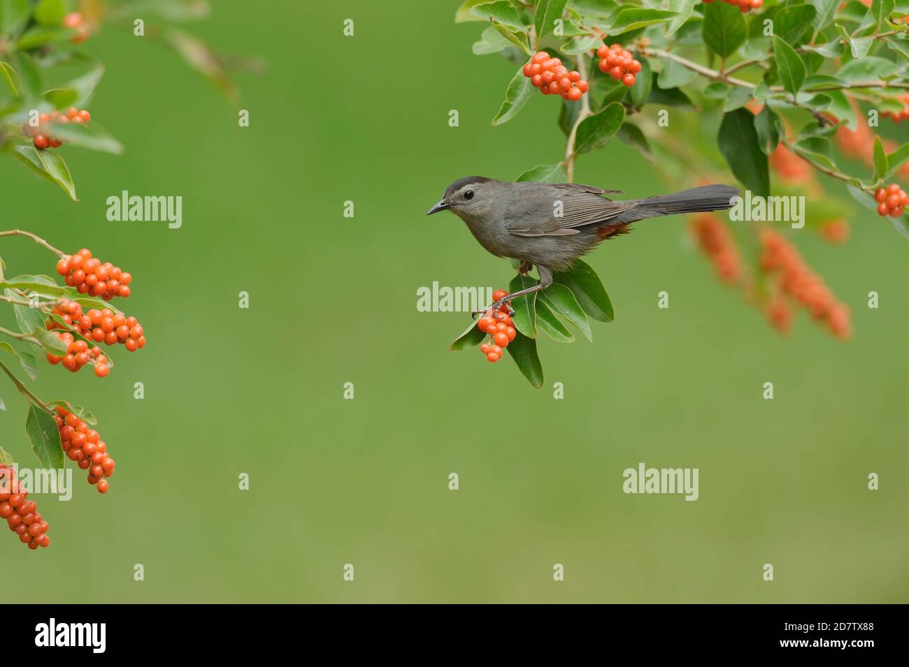 Female catbird hi-res stock photography and images - Alamy