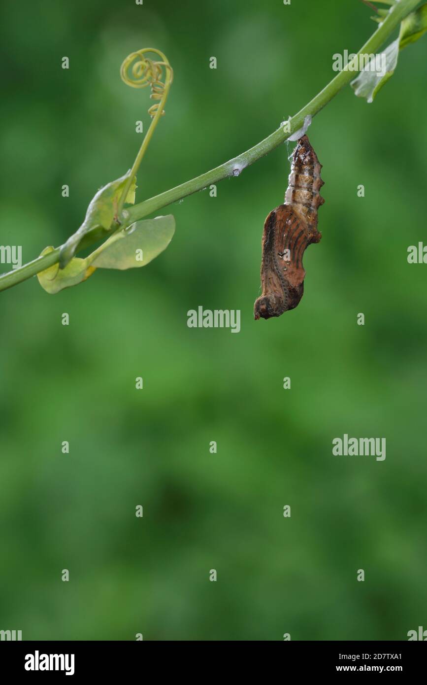 Gulf Fritillary (Agraulis vanillae), butterfly emerging from chrysalis ...
