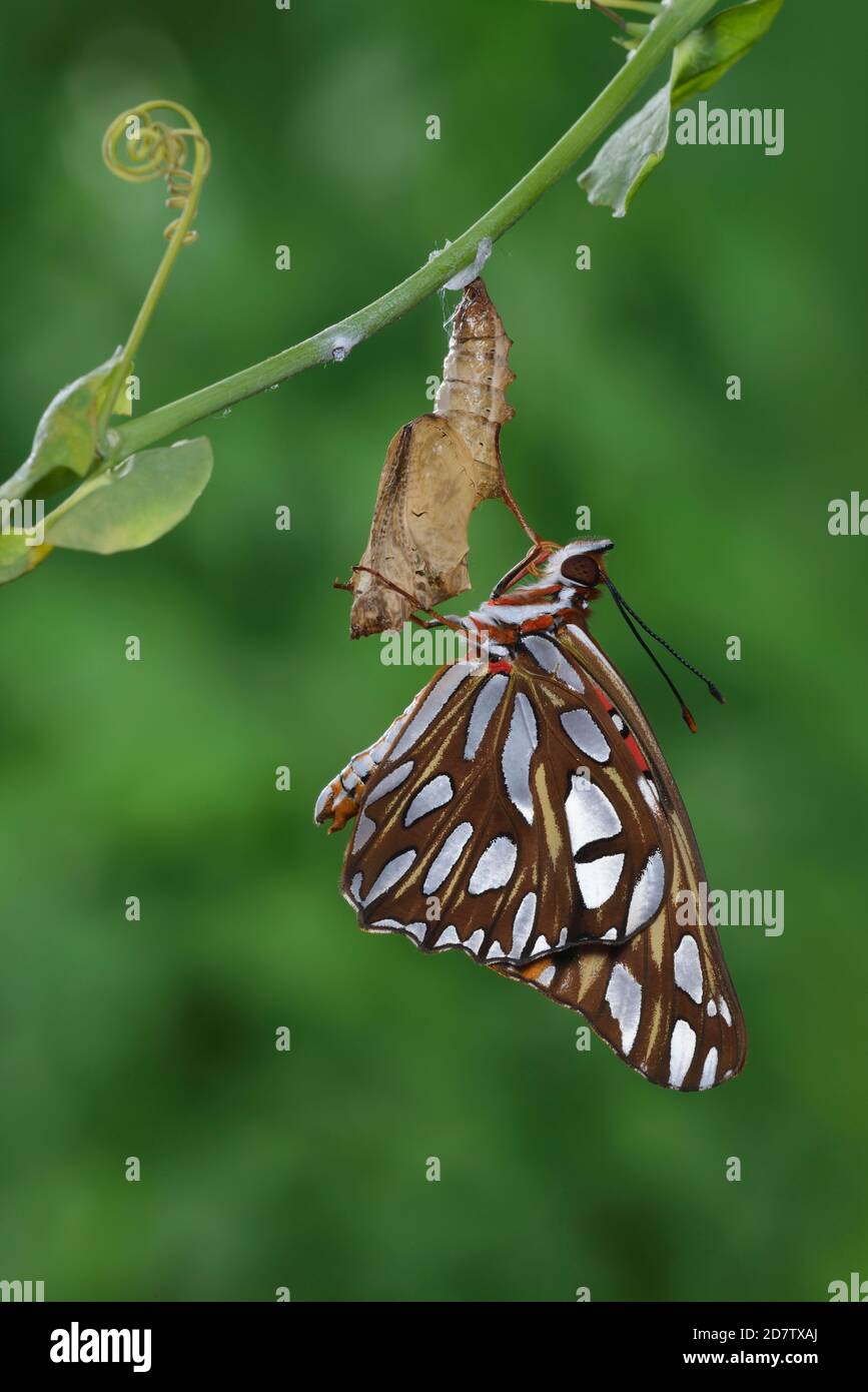 Gulf Fritillary (Agraulis vanillae), butterfly expanding wings after ...