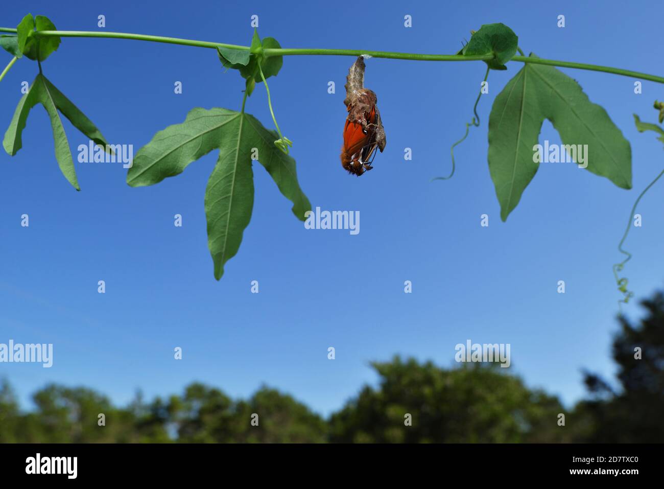 Gulf Fritillary (Agraulis vanillae), butterfly emerging from chrysalis ...