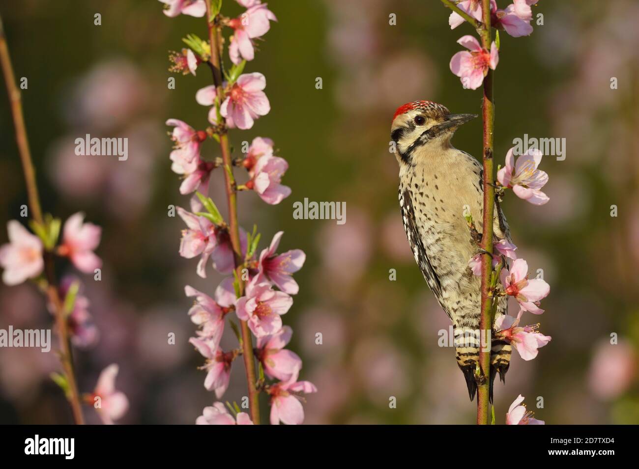 South american woodpeckers hi-res stock photography and images - Alamy