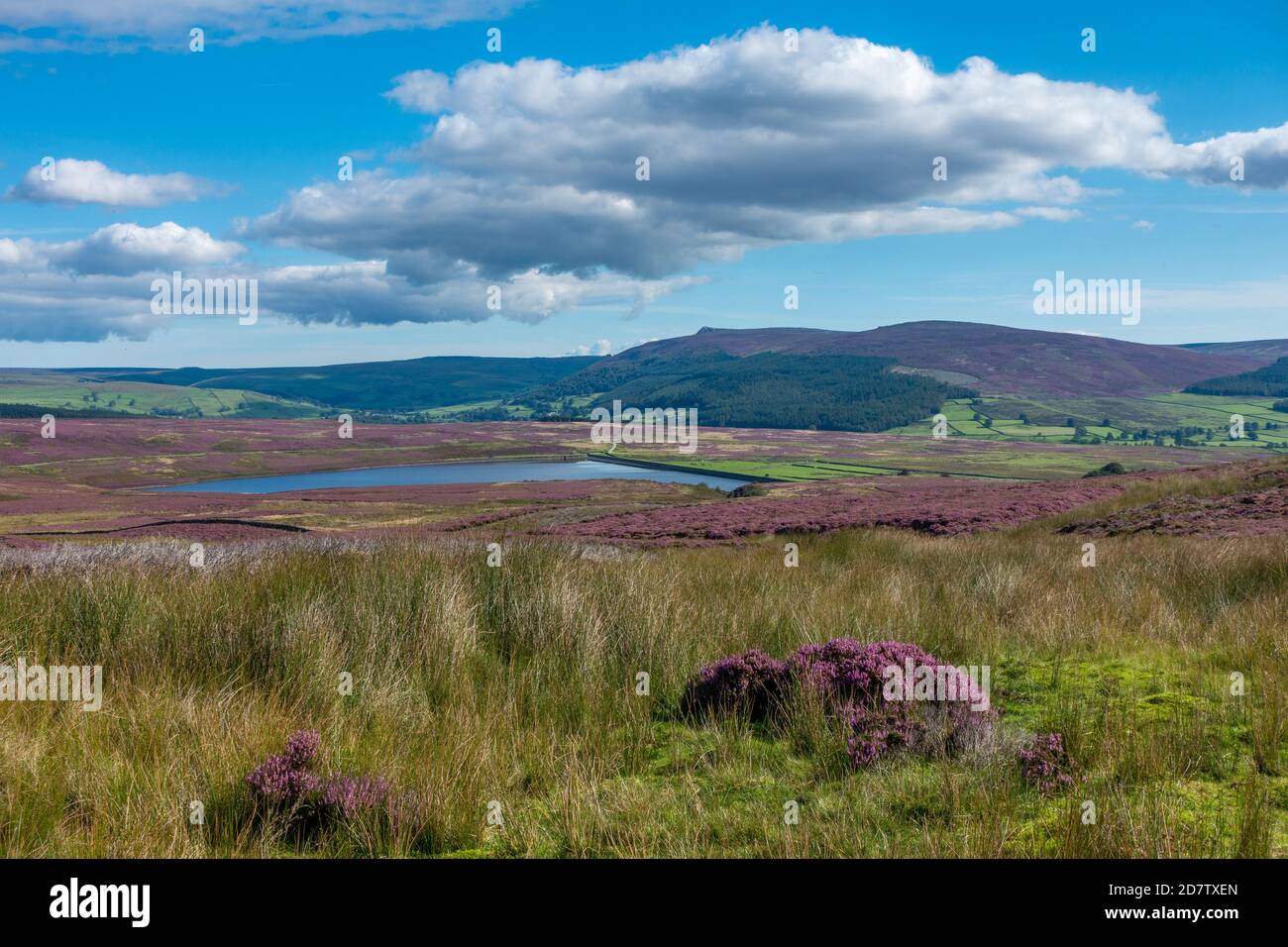 Pink heather in full bloom on the moors looking over Lower Barden ...