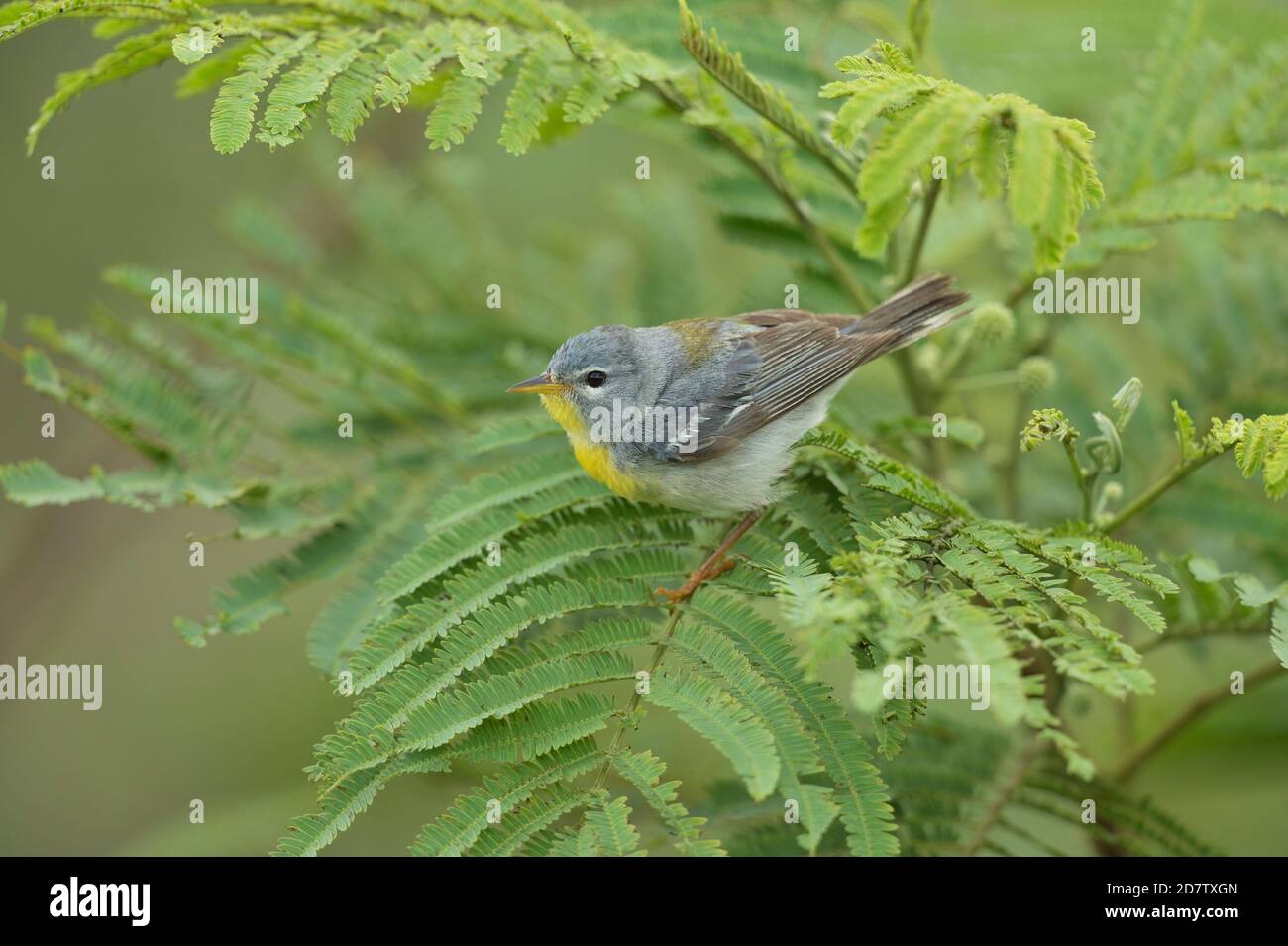 Northern parulas hi-res stock photography and images - Alamy