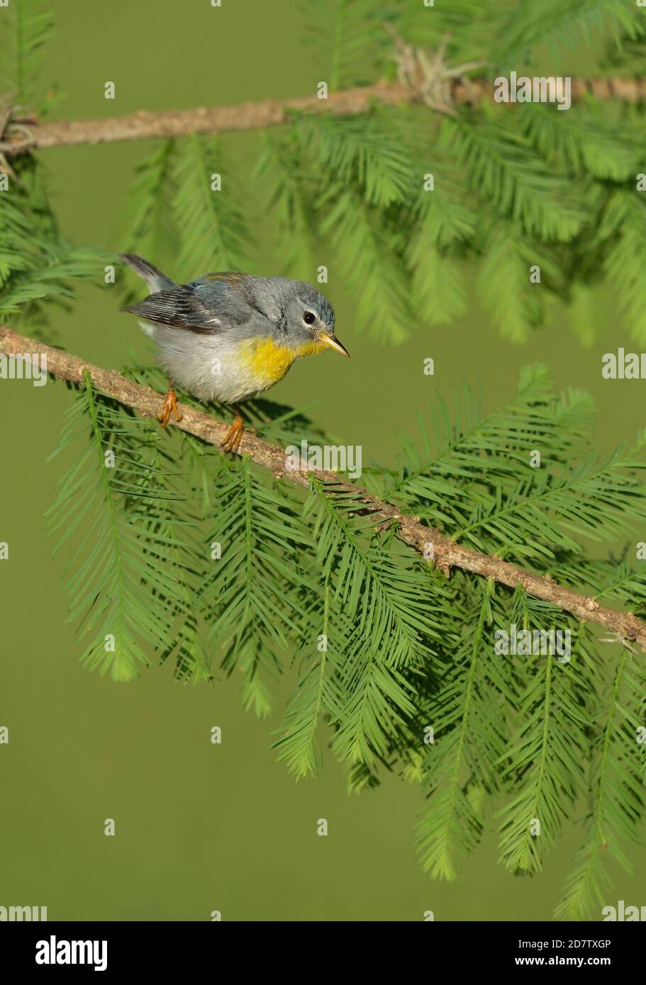 Northern Parula (Parula americana), adult female, South Padre Island ...