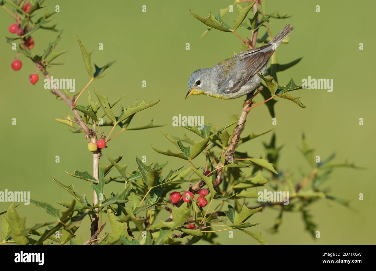 Northern Parula (Parula americana), adult female, South Padre Island ...