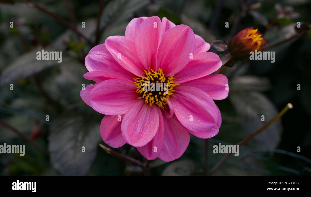 Single pink daisy type flower with yellow stamens and soft grey green ...
