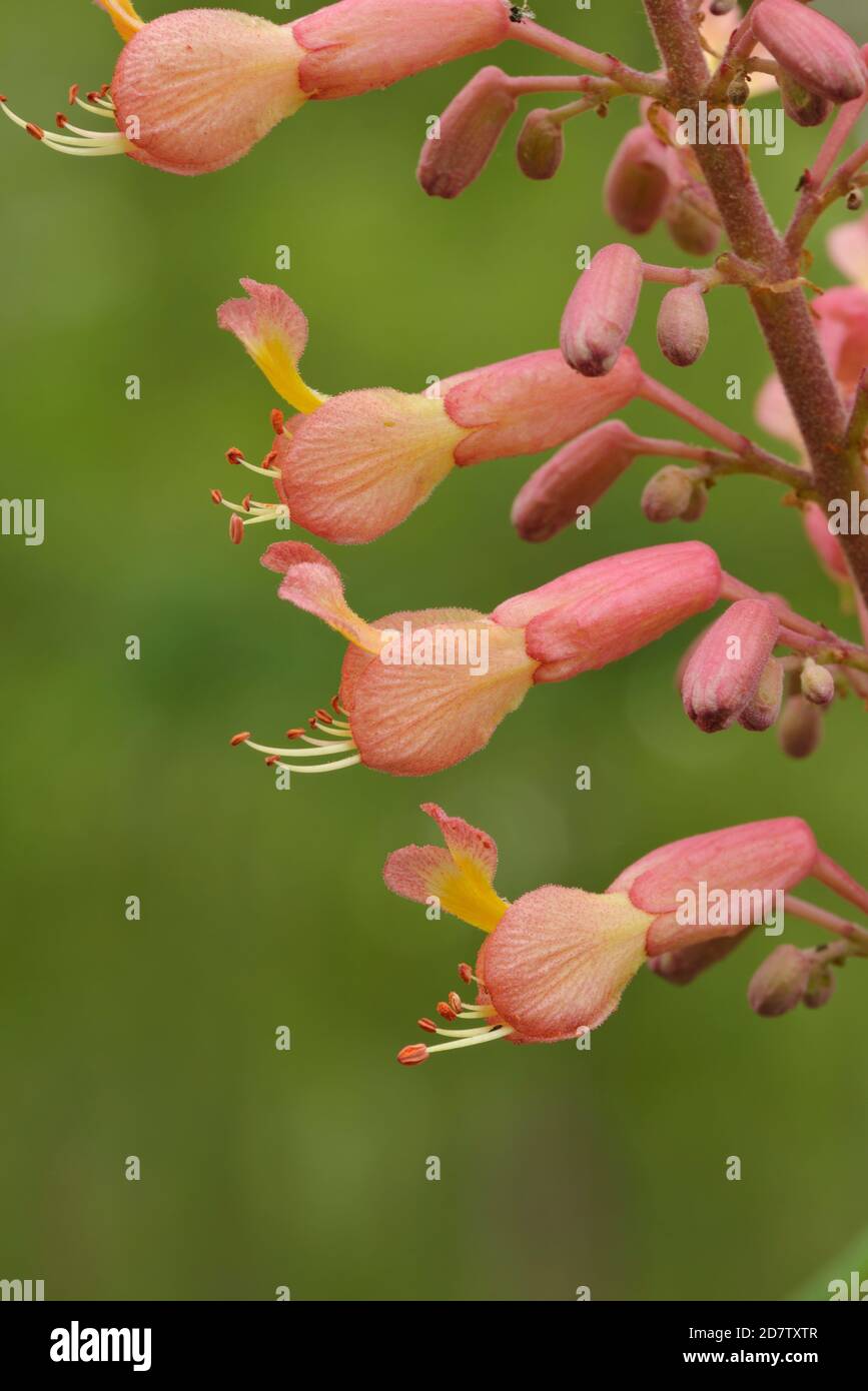 Palmetto state park hi-res stock photography and images - Alamy