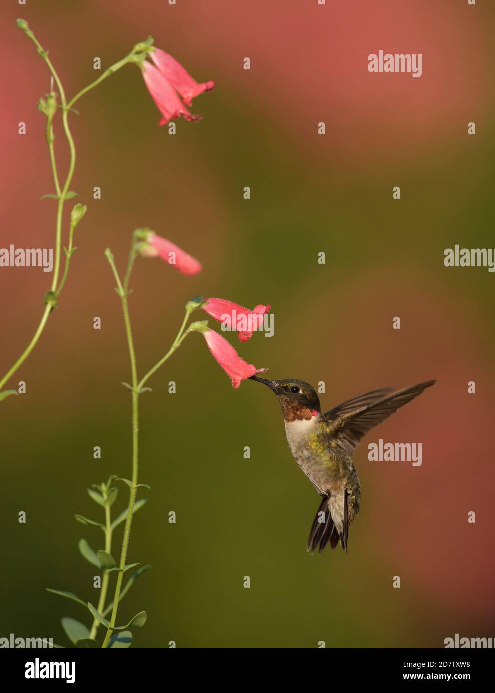 Ruby-throated Hummingbird (Archilochus colubris), male feeding on Rock ...