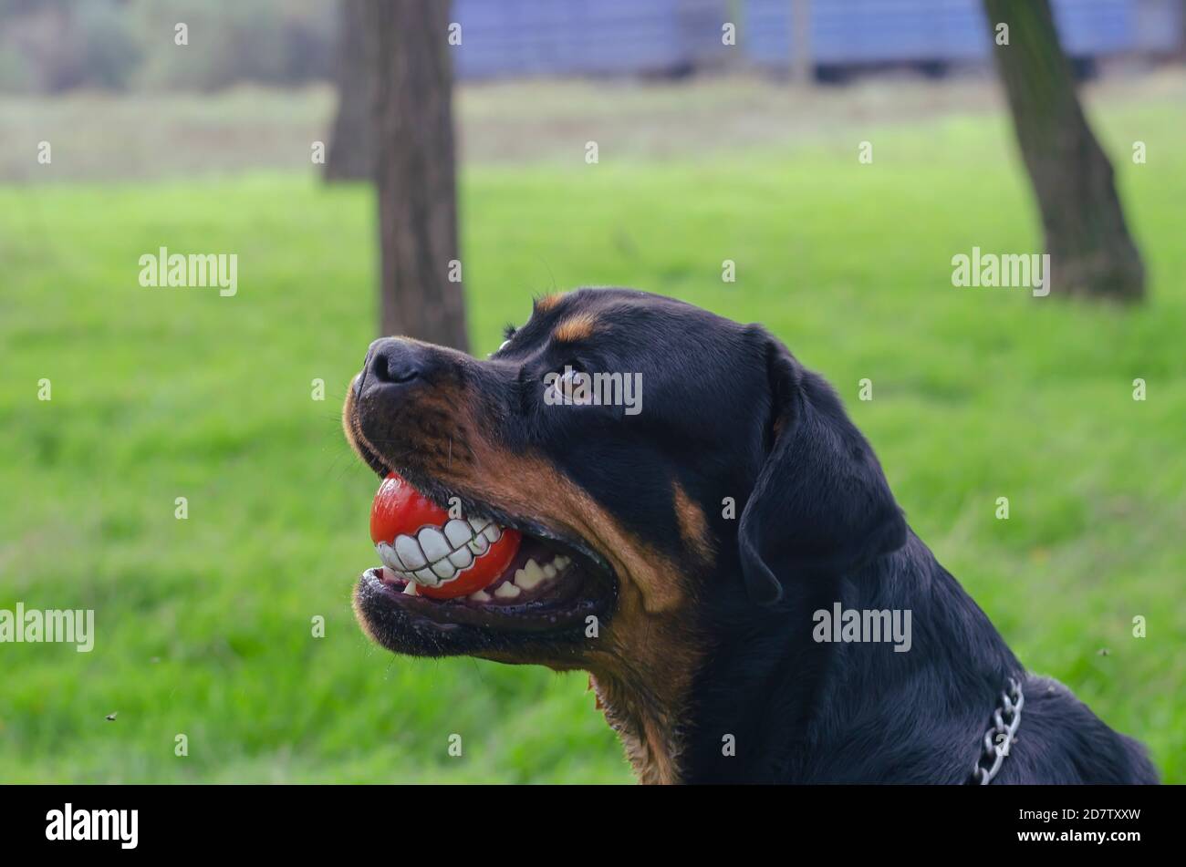 Smile ball in the mouth of dog. Dog is holding red toy with painted ...