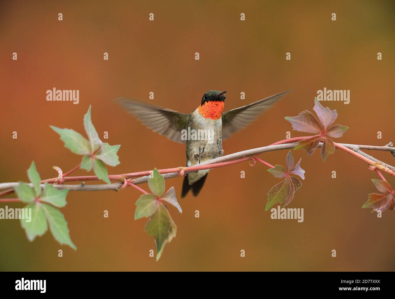 Ruby-throated Hummingbird (Archilochus colubris), male landing on ...