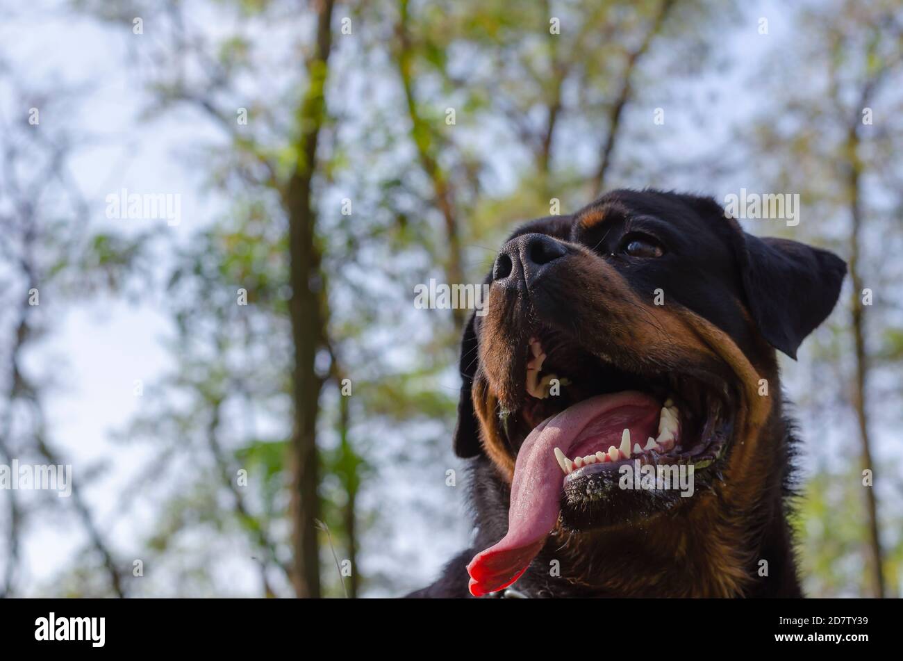 Chain teeth hi-res stock photography and images - Alamy