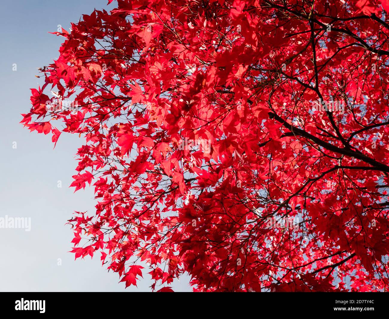bright red leaves of a red maple tree (Acer rubrum Stock Photo - Alamy