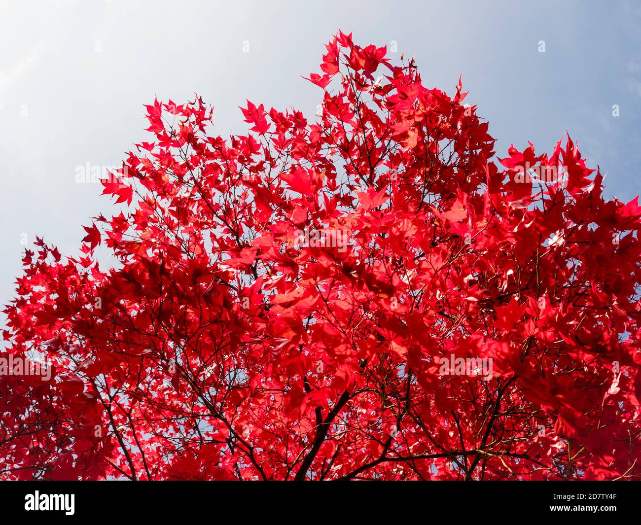 bright red leaves of a red maple tree (Acer rubrum Stock Photo - Alamy