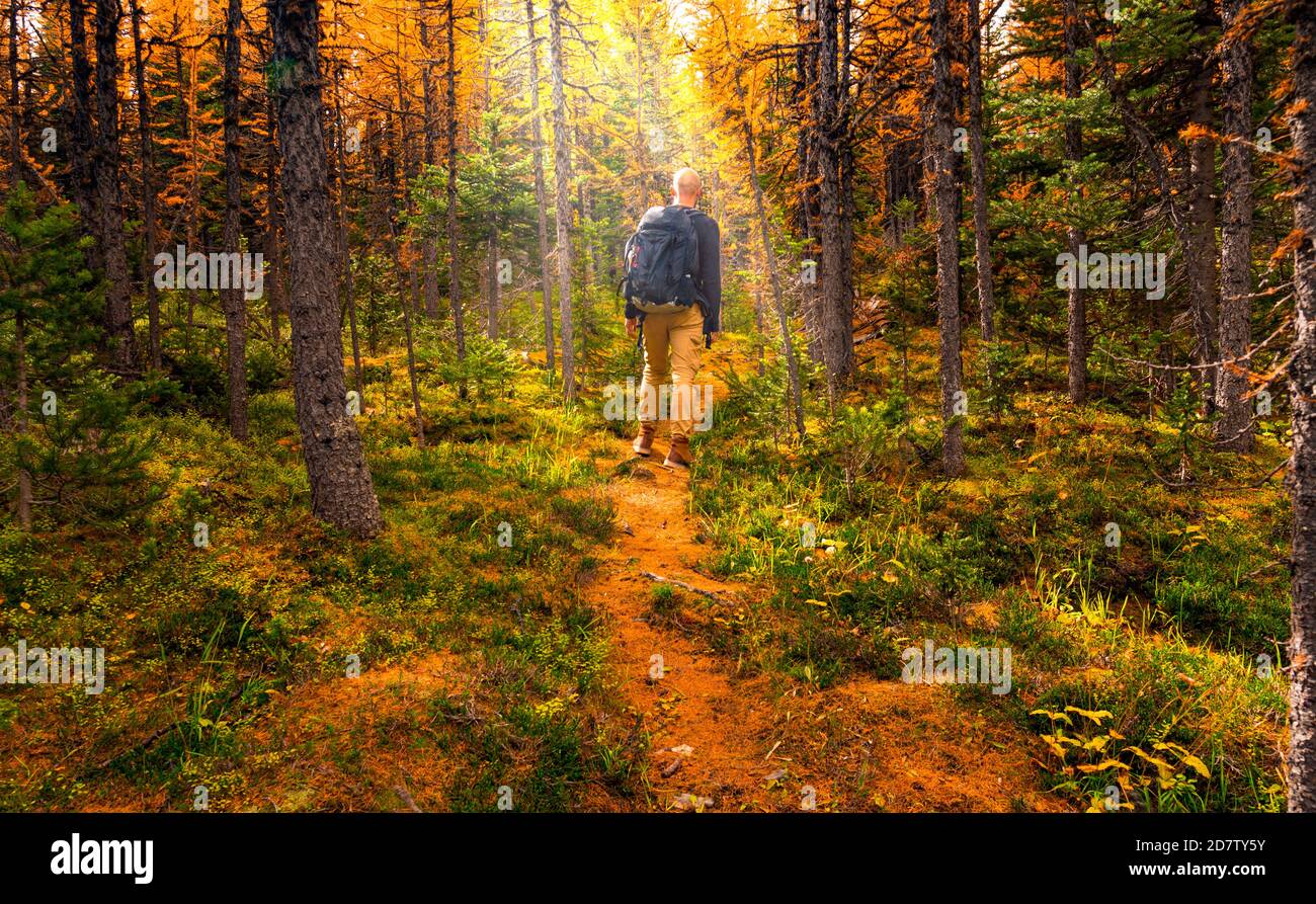 Modern eco path in the forest hi-res stock photography and images - Alamy