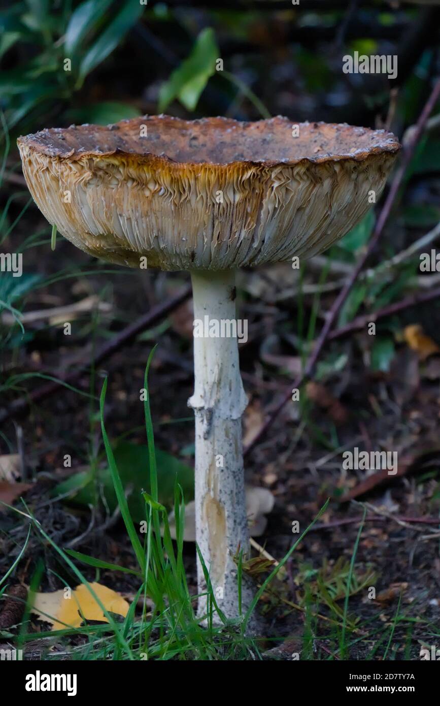 Toadstool poisonous amanita muscaria hi-res stock photography and ...