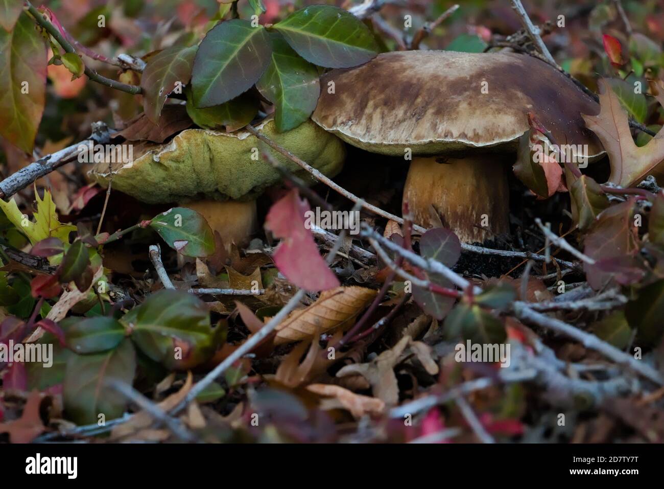 Two wild edible boletus hi-res stock photography and images - Alamy