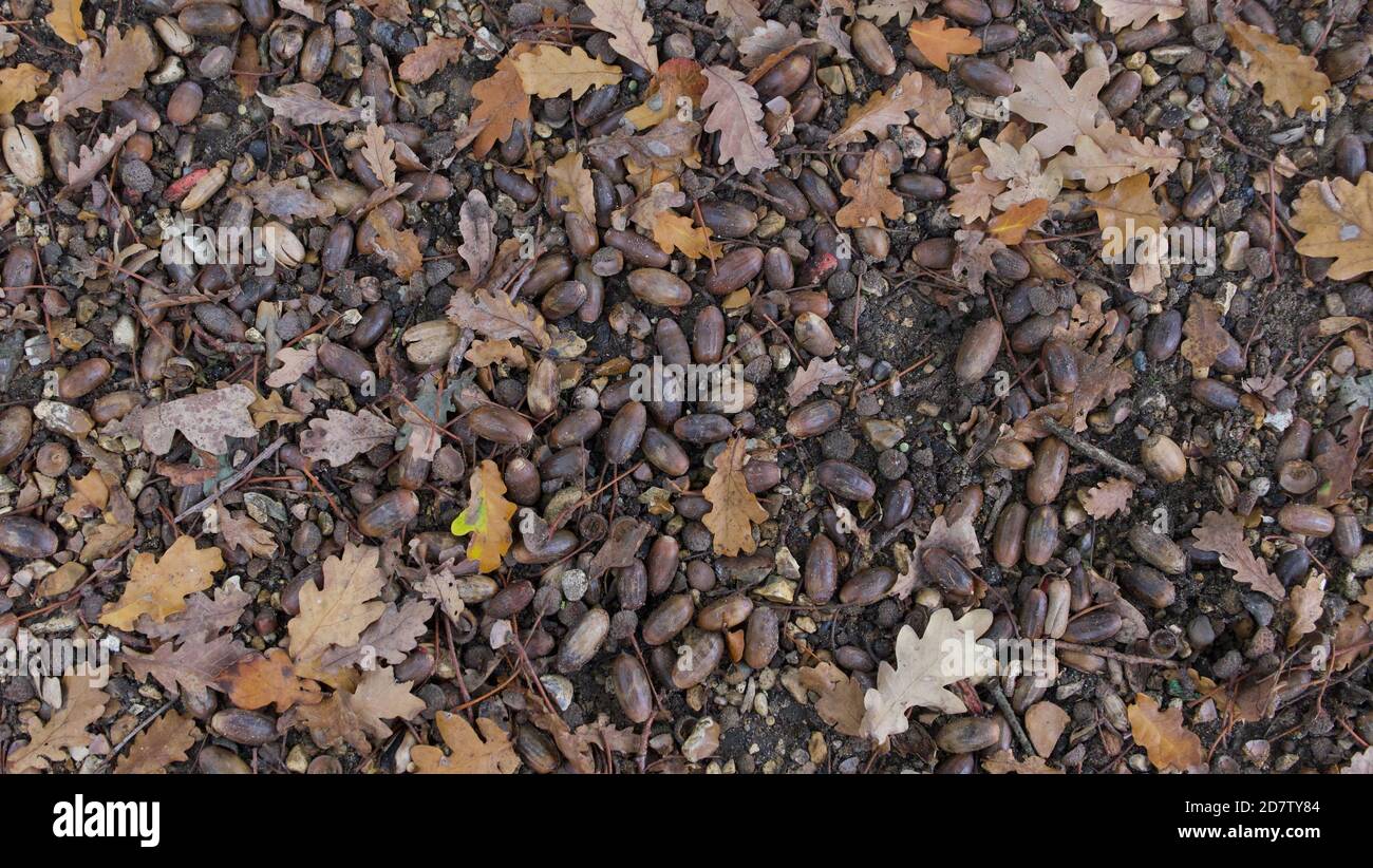 Many fallen oak leaves hi-res stock photography and images - Alamy