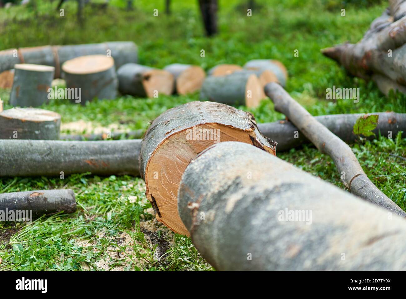 Beach wood ready to be logged and split for the winter Stock Photo - Alamy