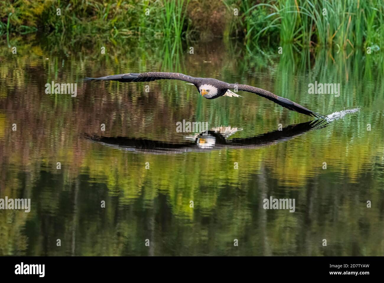 Bald eagle flying over water hi-res stock photography and images - Alamy