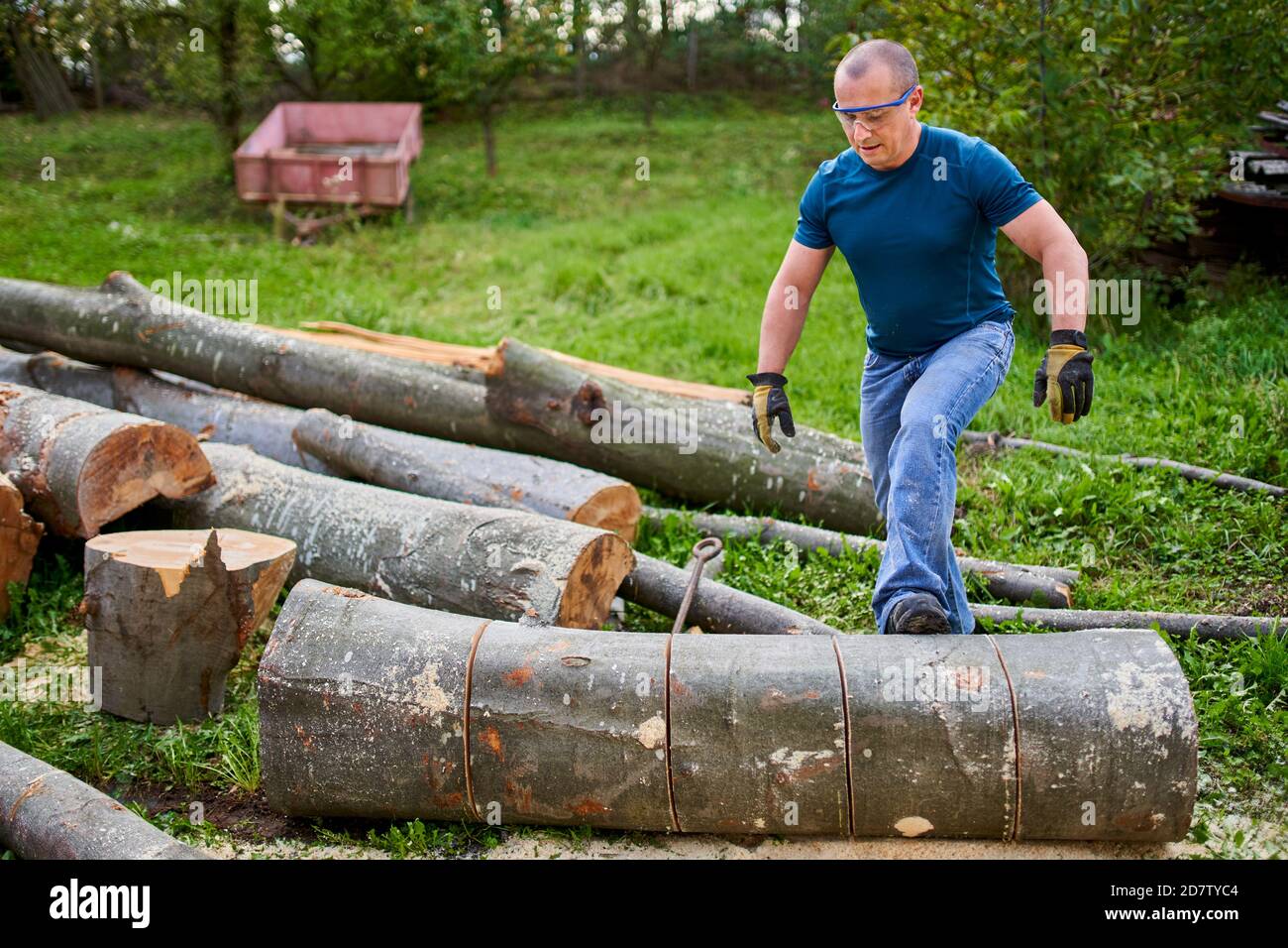 Strong lumberjack manhandling the logs Stock Photo - Alamy