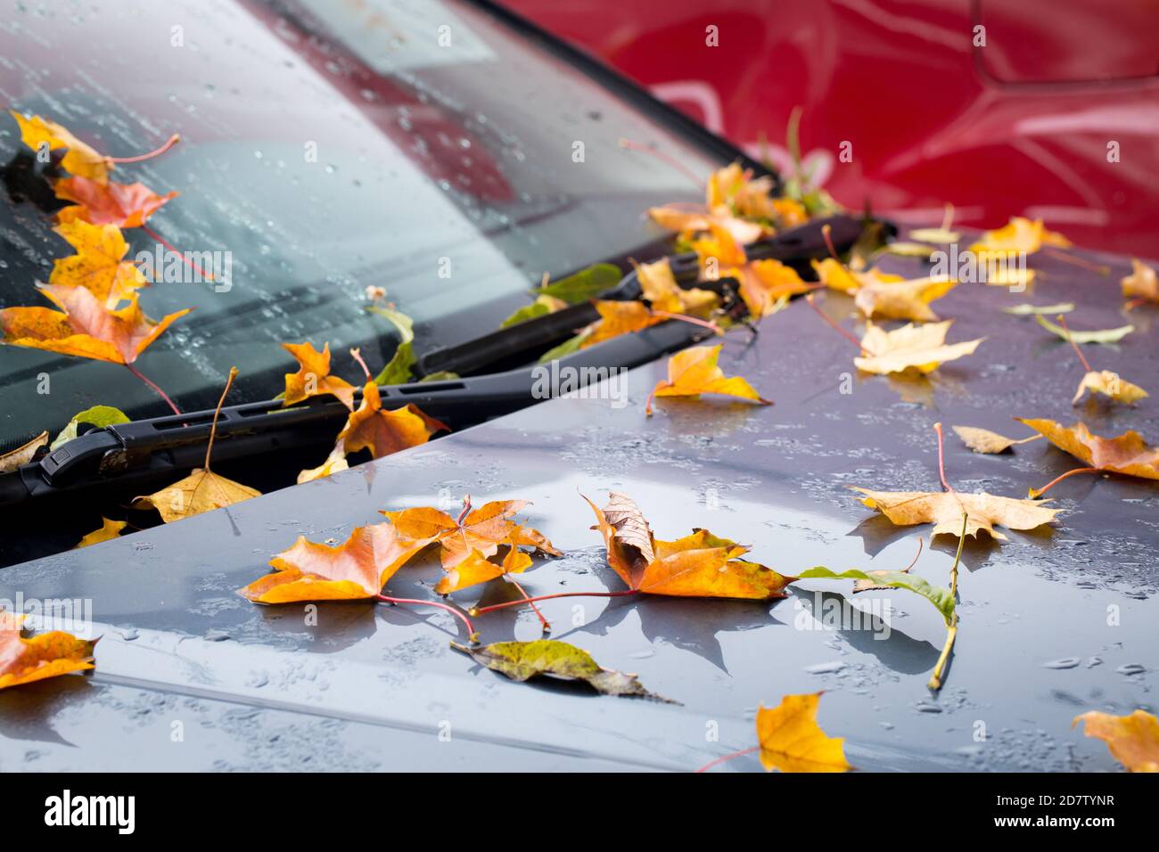 autumn leaves on the hood of a car, concept, seasons Stock Photo - Alamy