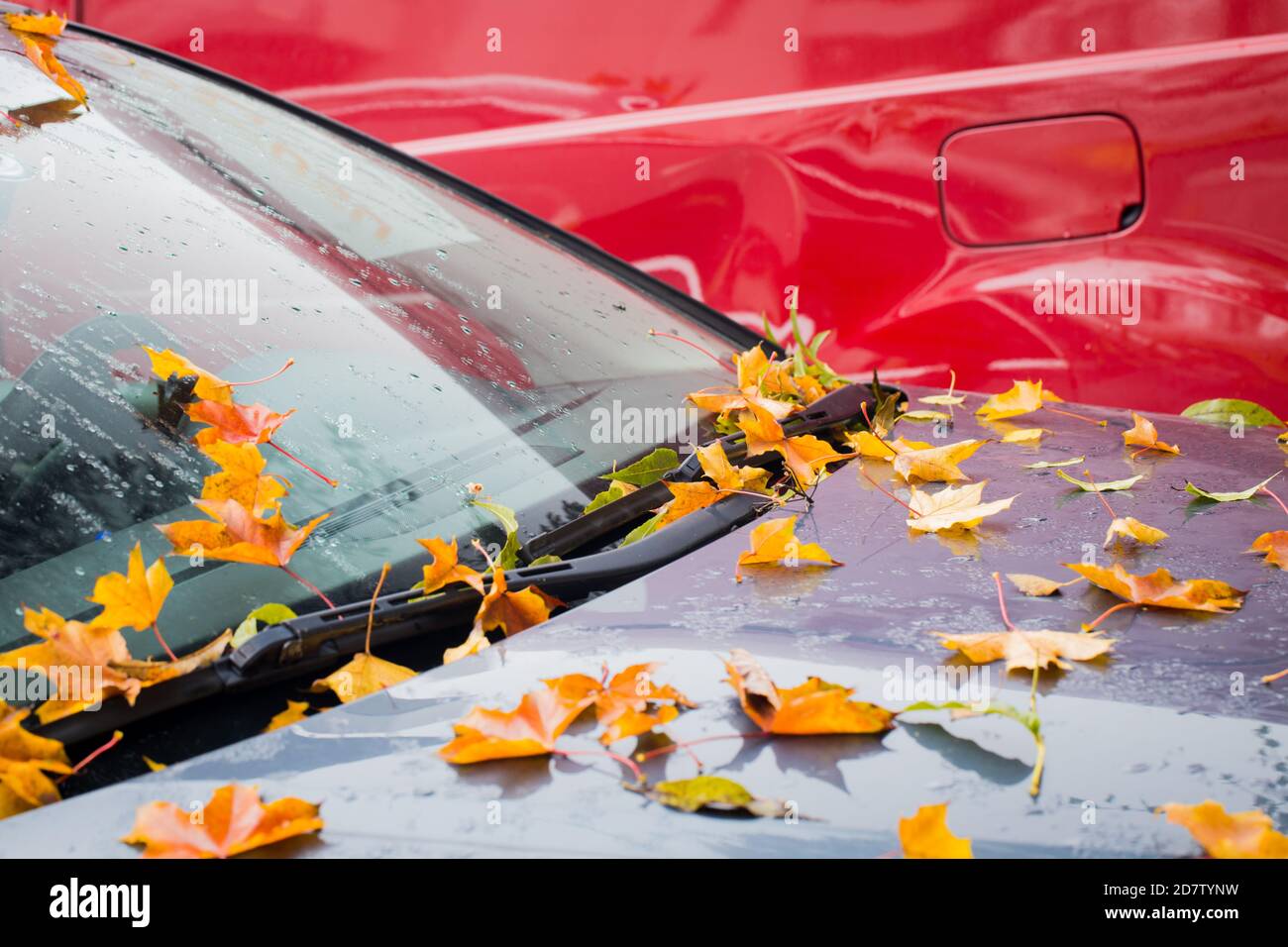 autumn leaves on the hood of a car, concept, seasons Stock Photo - Alamy