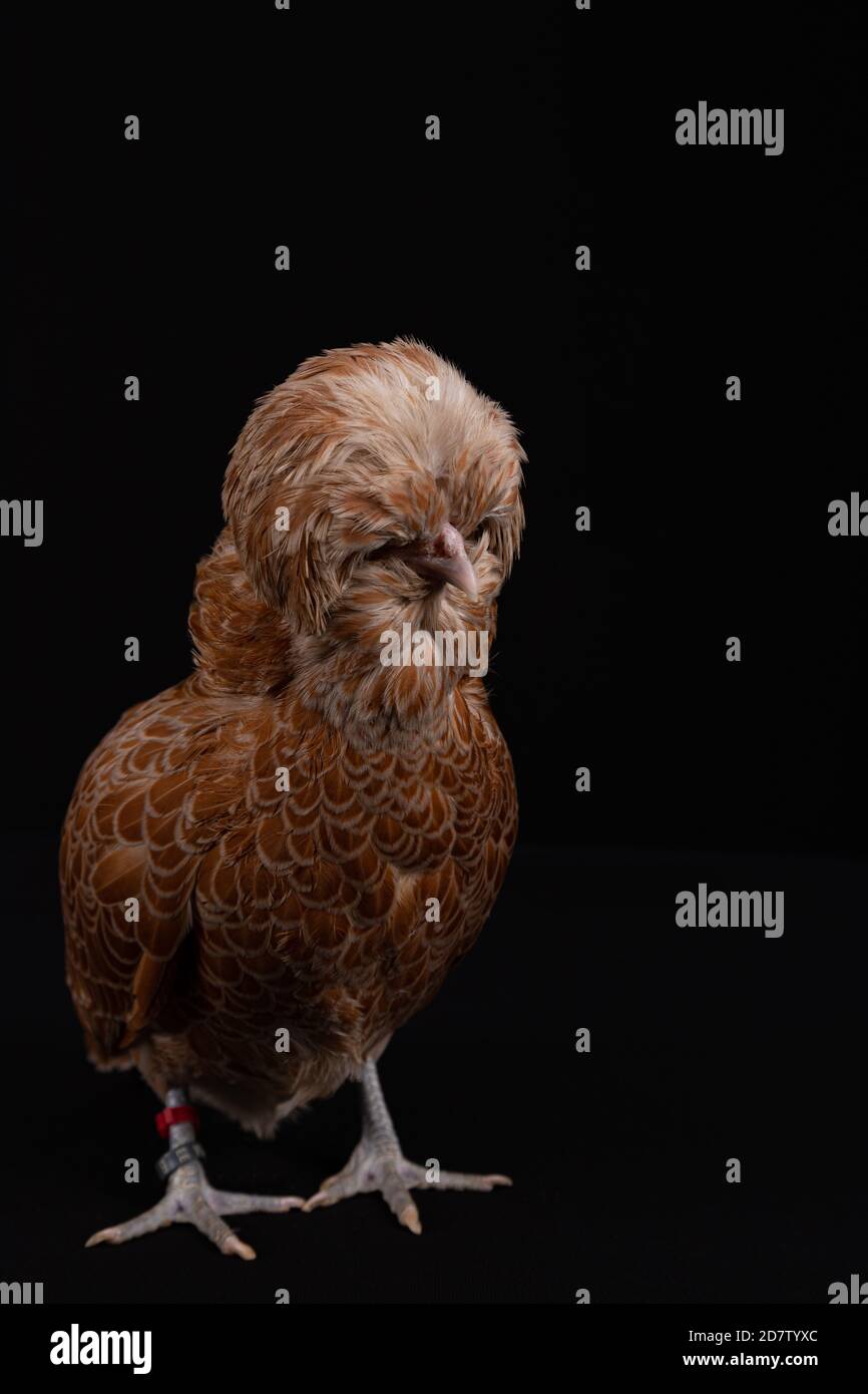 The Padau chicken (Latin: gallus domesticus) is a breed with a very ...