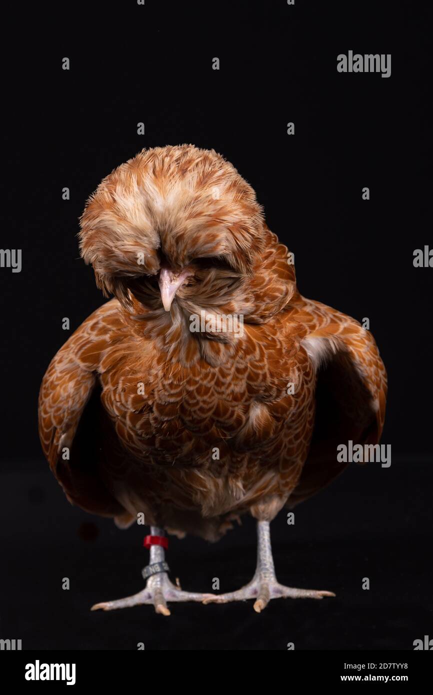 The Padau chicken (Latin: gallus domesticus) is a breed with a very ...