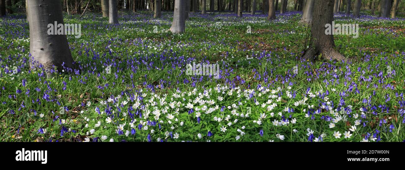 Spring carpet of Bluebell flowers and Wood Anemone Flowers; Rockingham ...