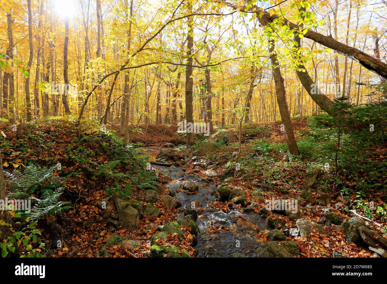 Acadian forest 2d7w080 hi-res stock photography and images - Alamy
