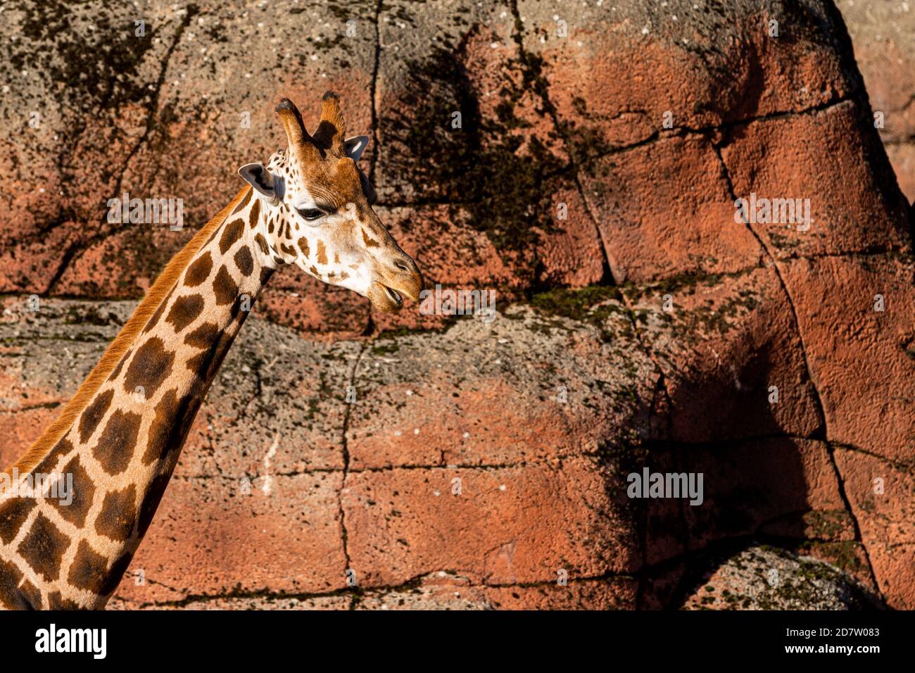 Image of a giraffe living in a zoo. The giraffe is placed in a very ...