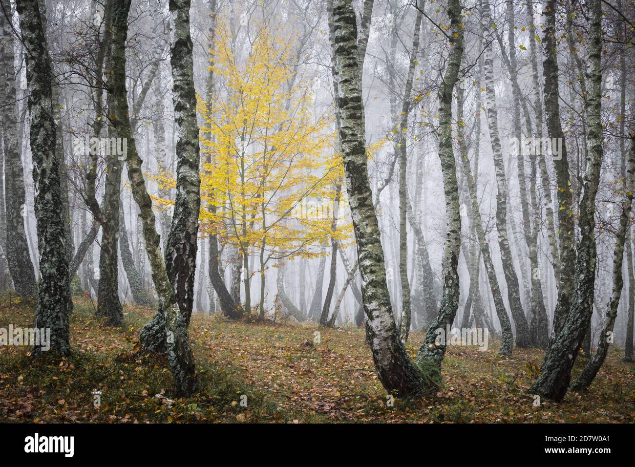 Beech tree in a silver birch woodland in Turiec region, Slovakia Stock ...