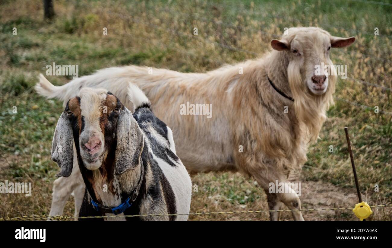 Purebred saanen hi-res stock photography and images - Alamy