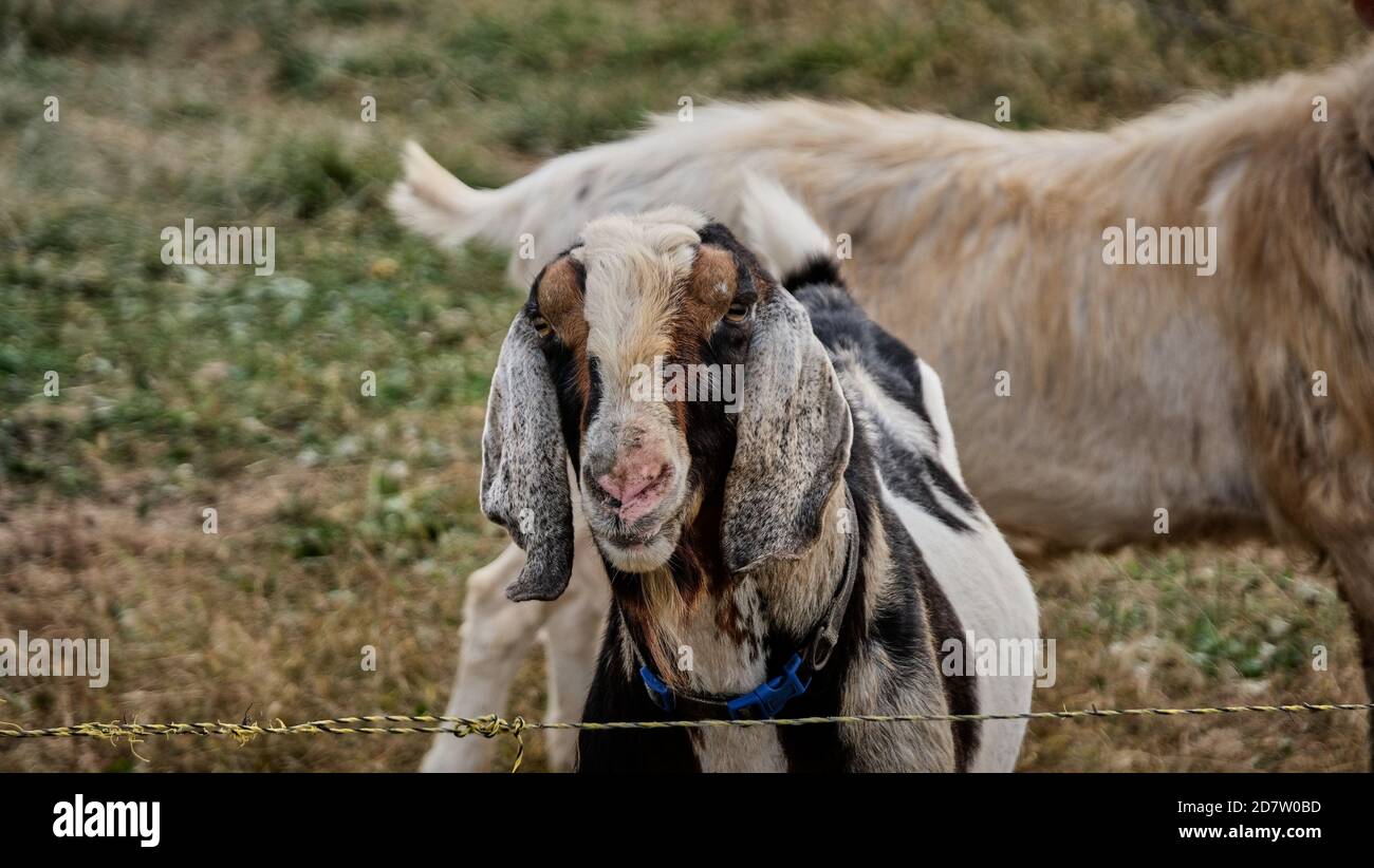 Nubian goat hi-res stock photography and images - Alamy
