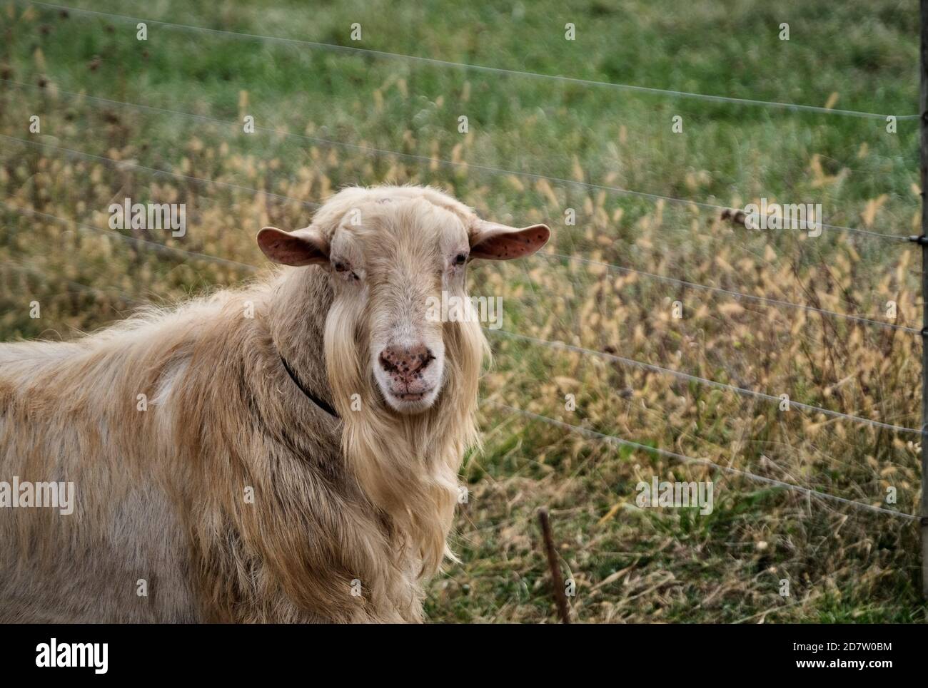 Saanen buck hi-res stock photography and images - Alamy