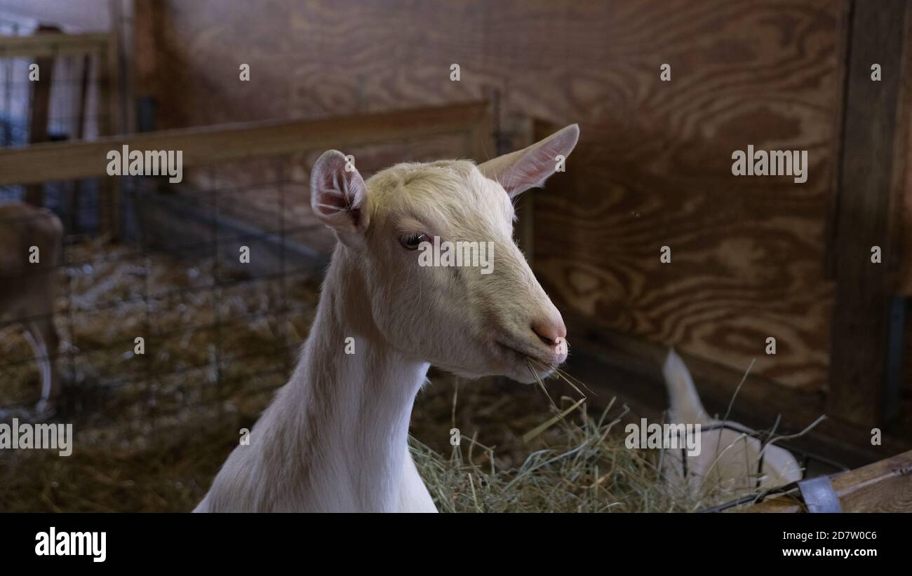 Attentive doe hi-res stock photography and images - Alamy