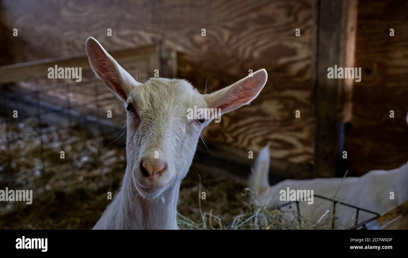 Close up of a very attentive Saanen doe waiting for food Stock Photo ...