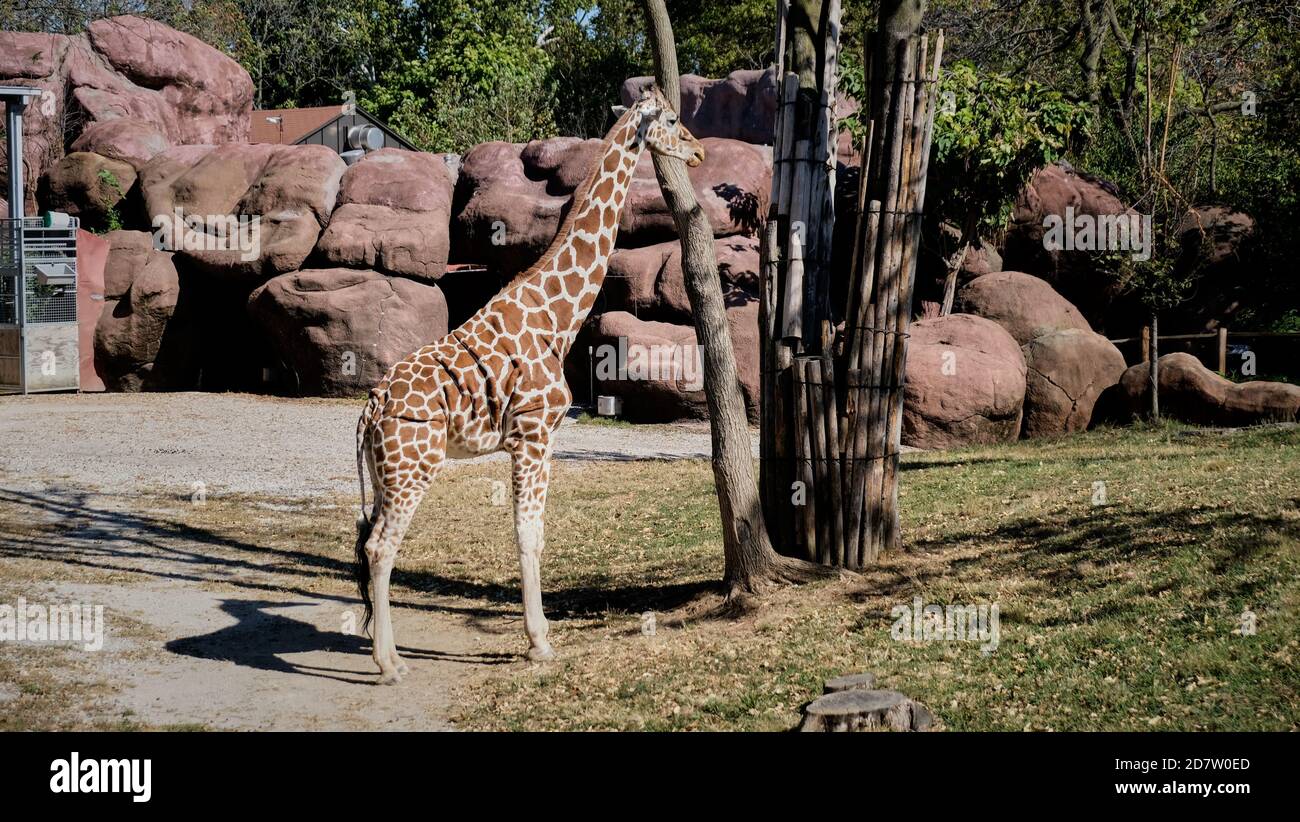 Giraffe waiting for food to be stocked Stock Photo - Alamy